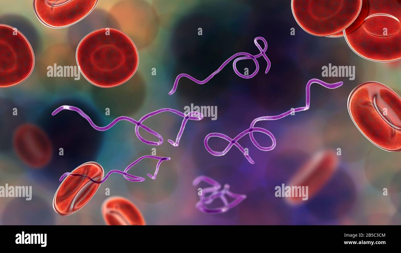 Borrelia burgdorferi bacteria hi-res stock photography and images - Alamy