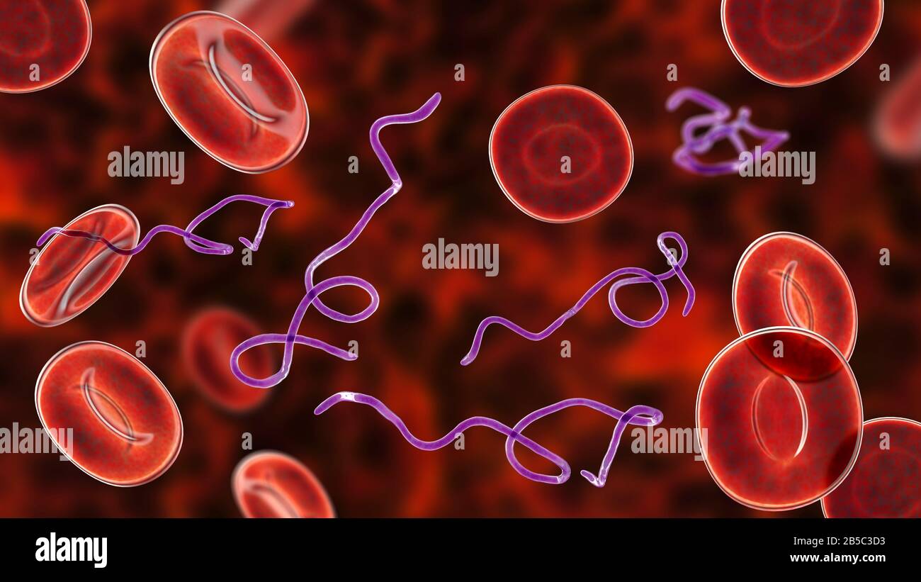 Borrelia burgdorferi bacteria hi-res stock photography and images - Alamy