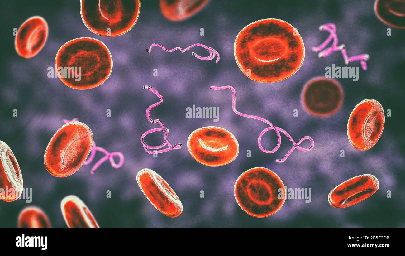 Borrelia bacteria in blood, illustration Stock Photo - Alamy