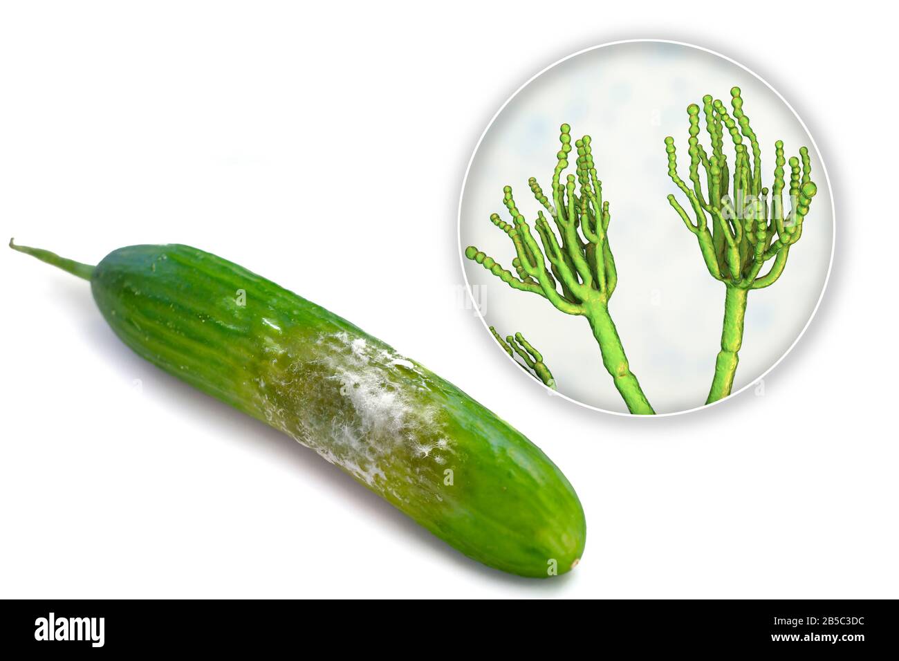 Rotten cucumber hi-res stock photography and images - Alamy