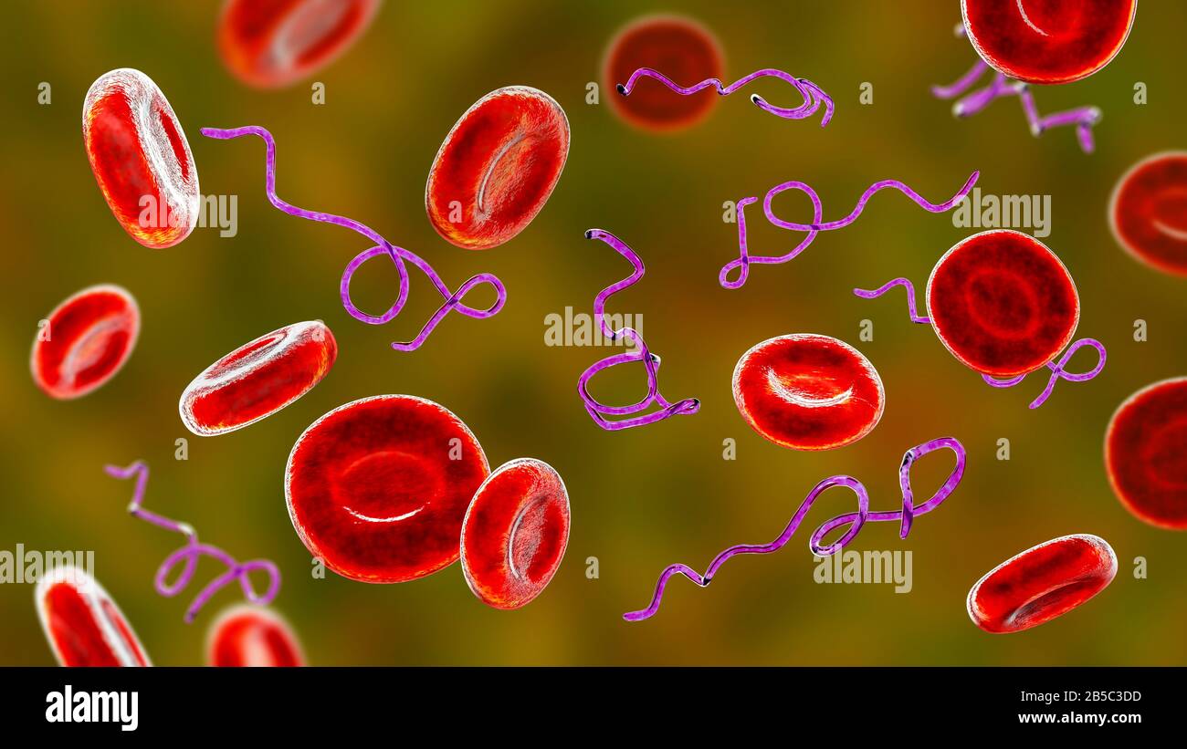 Borrelia persica hi-res stock photography and images - Alamy
