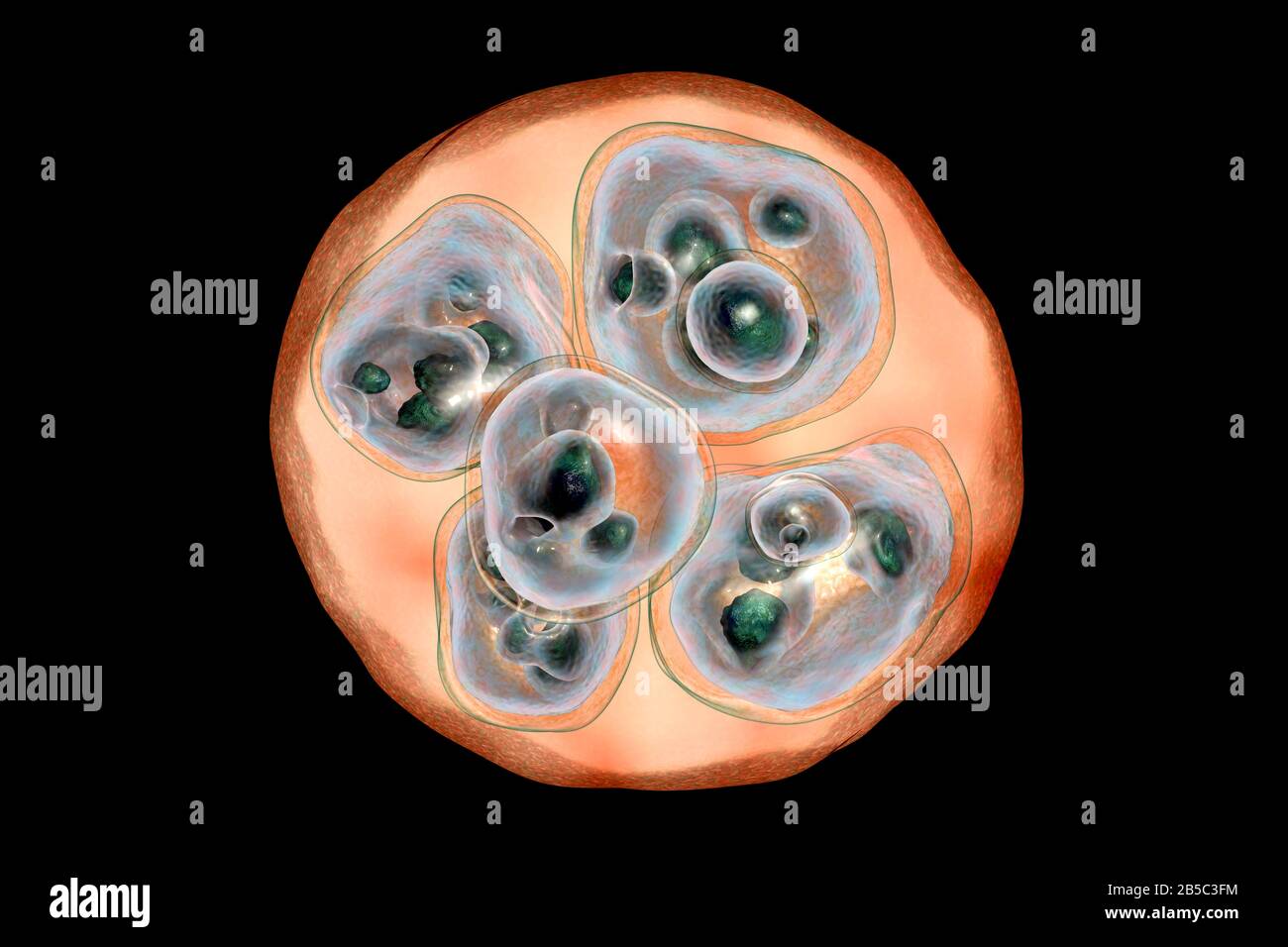 Echinococcus multilocularis hydatid cyst, illustration Stock Photo - Alamy