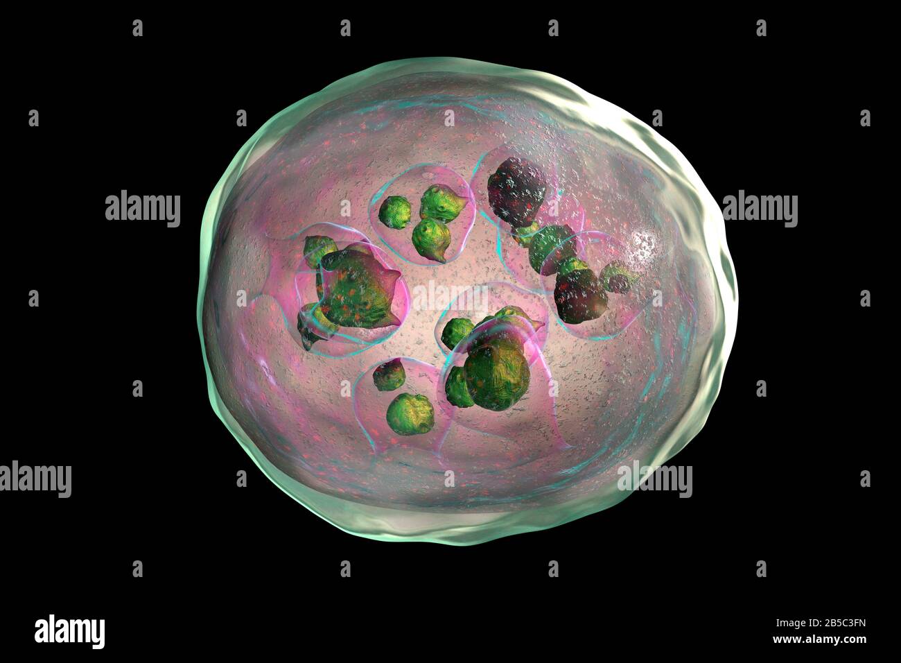 Echinococcus granulosus hydatid cyst, illustration Stock Photo - Alamy