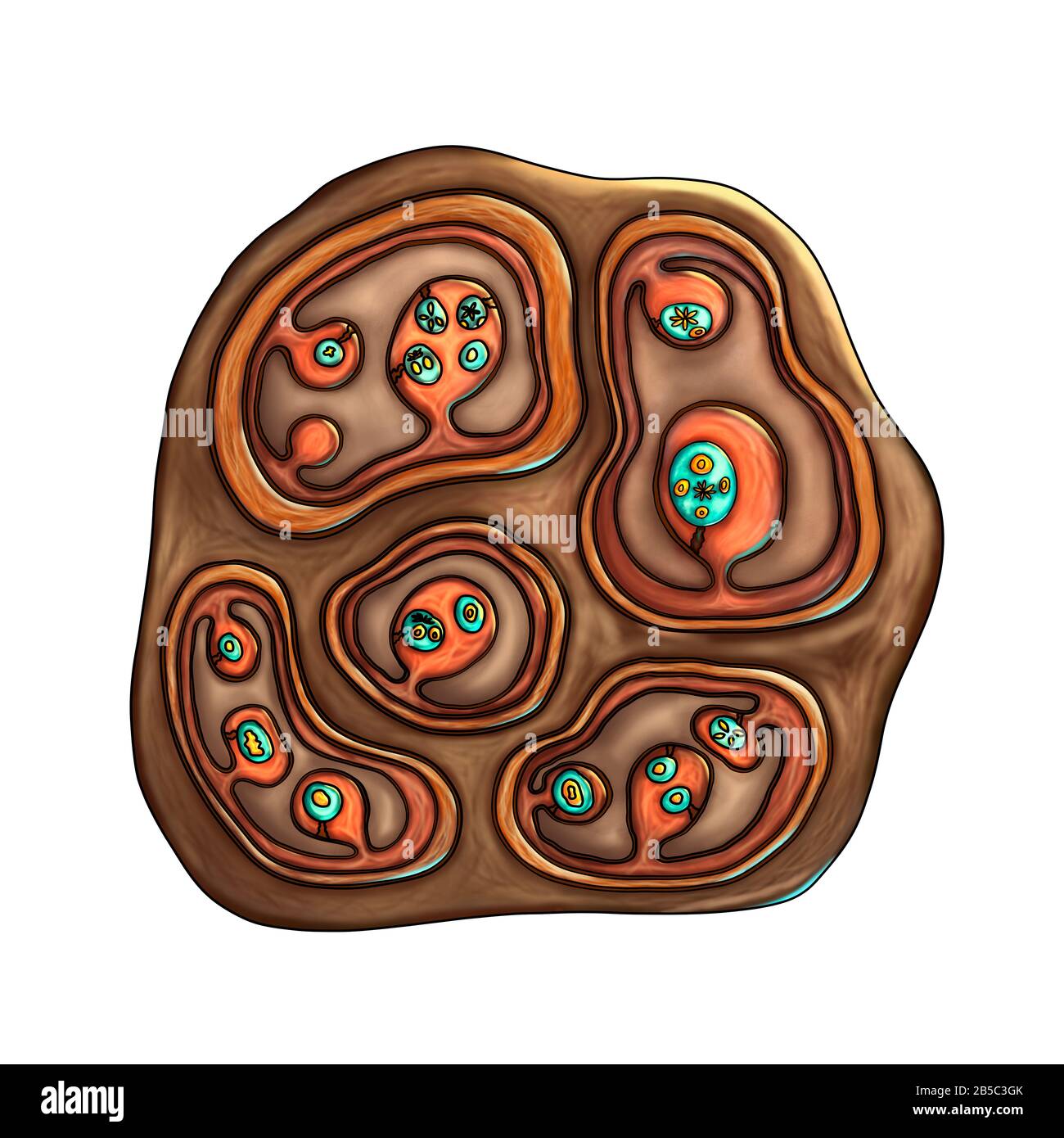 Echinococcus Multilocularis Human Echinococcus Multilocularis