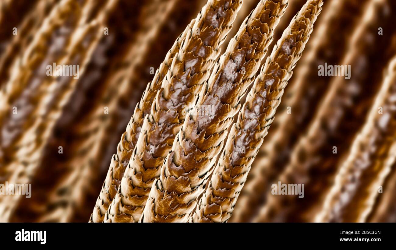 Human hairs hi-res stock photography and images - Alamy