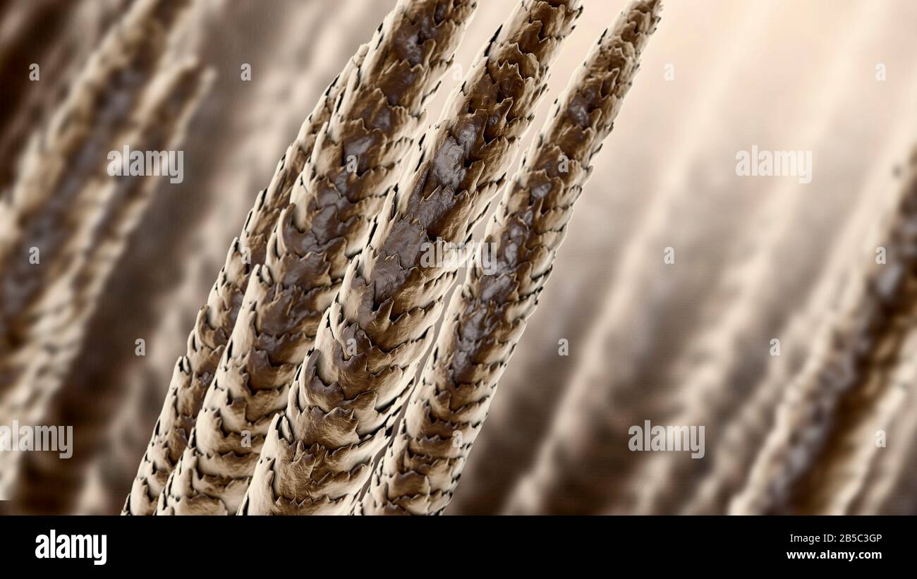 Human hairs hi-res stock photography and images - Alamy