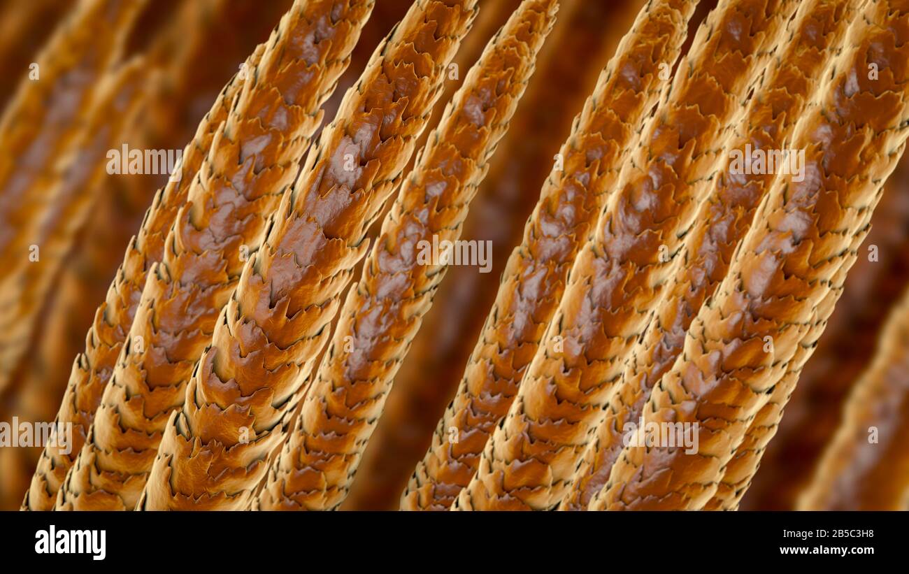 Human hairs, illustration Stock Photo - Alamy