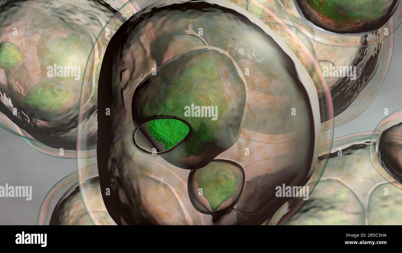 Echinococcus multilocularis hydatid cyst, illustration Stock Photo - Alamy