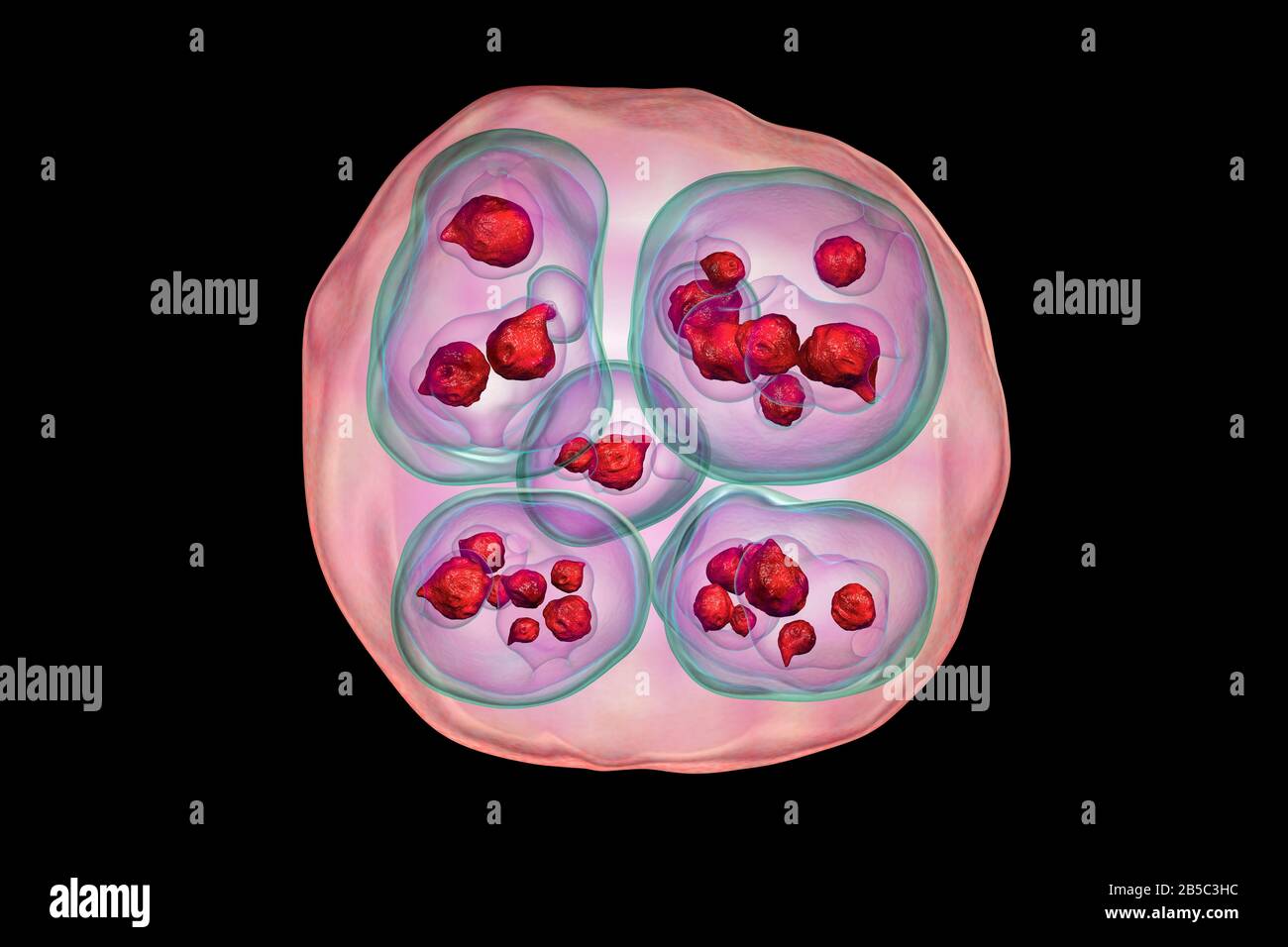 Echinococcus multilocularis hydatid cyst, illustration Stock Photo - Alamy
