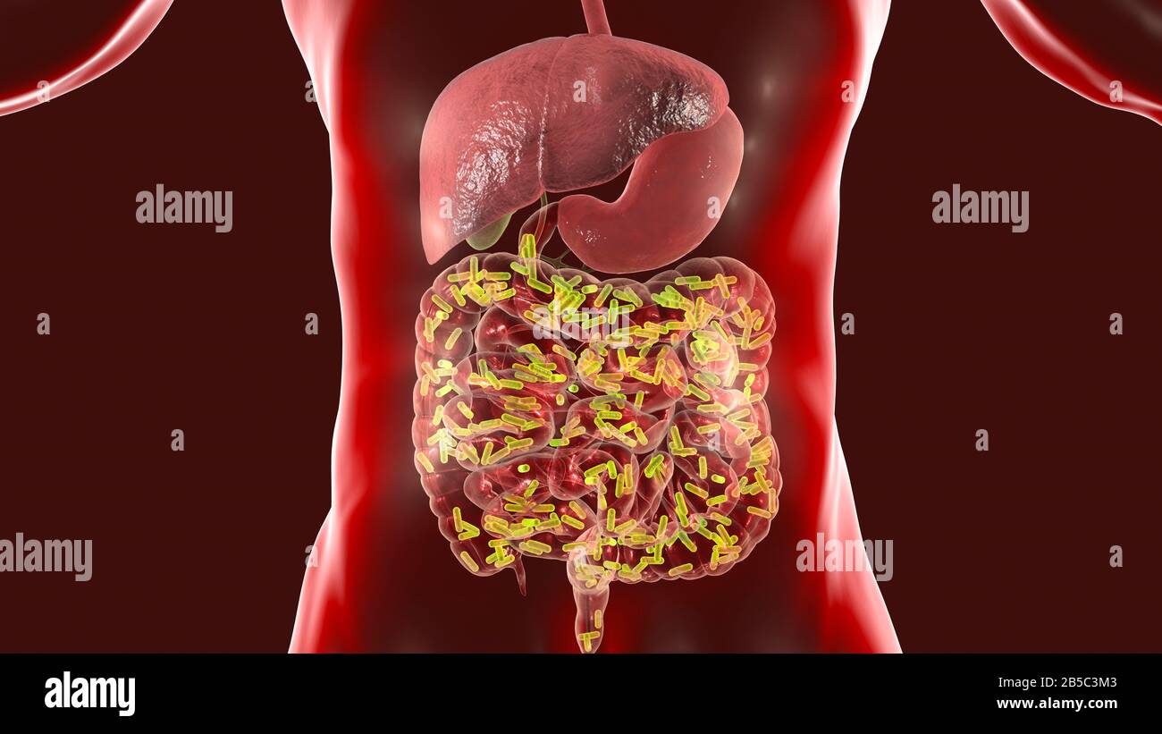 Normal flora of human intestine, conceptual illustration Stock Photo ...