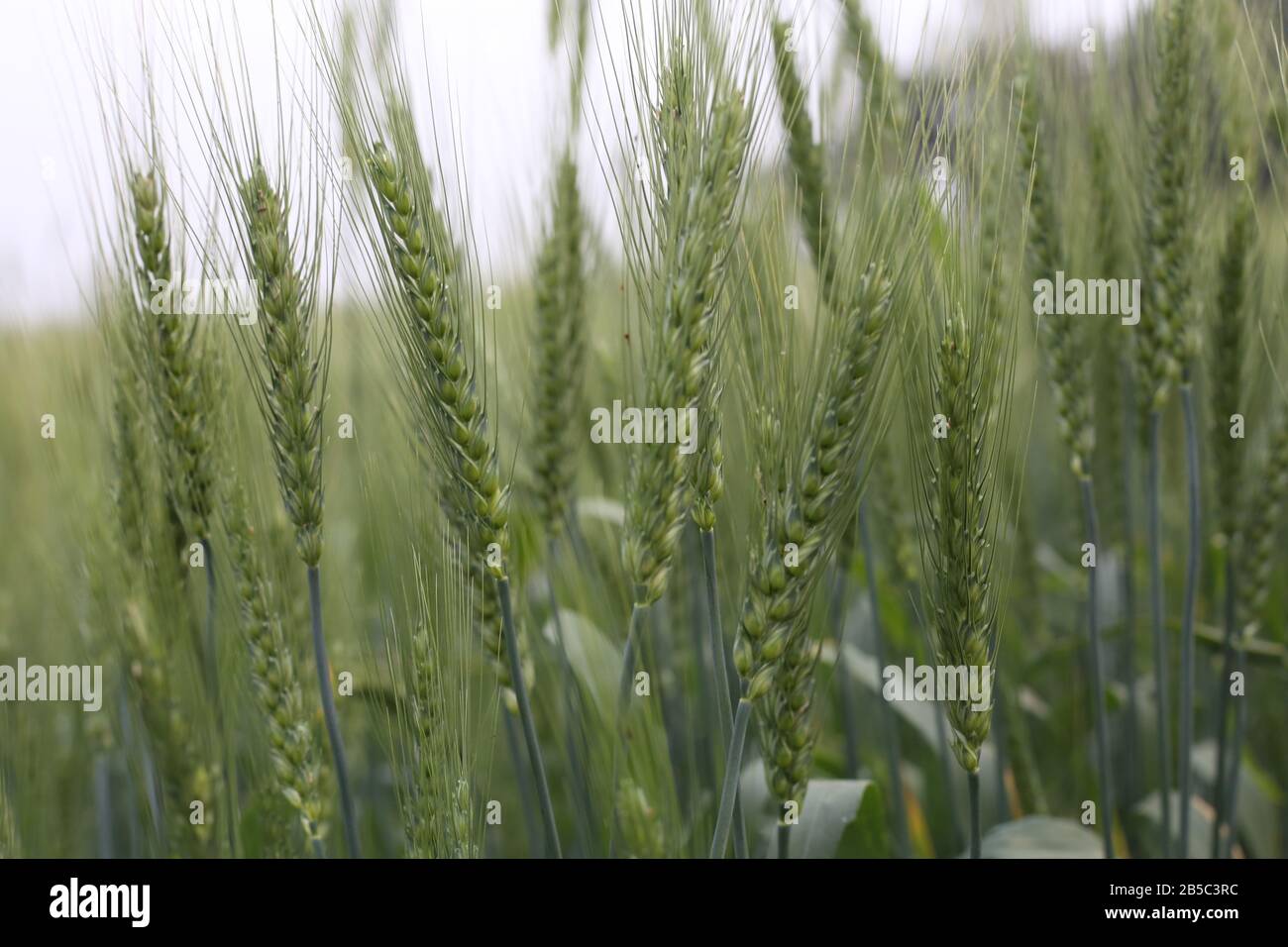 Wheats poster hi-res stock photography and images - Alamy