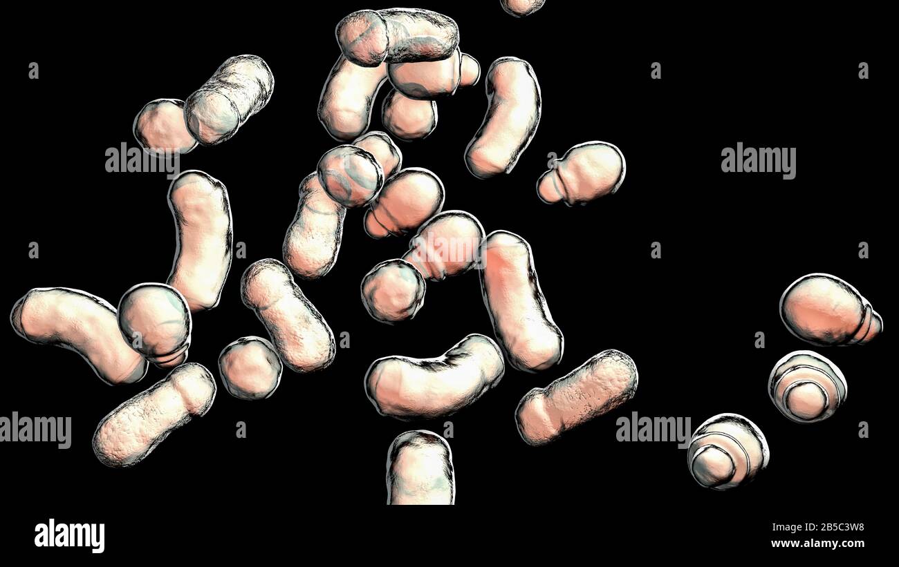 Malassezia skin fungus, illustration Stock Photo - Alamy