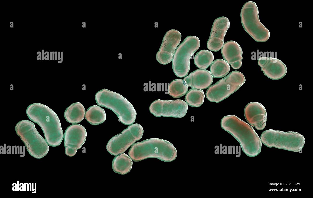 Malassezia skin fungus, illustration Stock Photo - Alamy