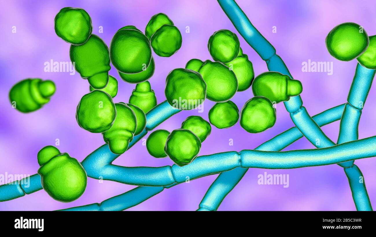 Malassezia skin fungus, illustration Stock Photo - Alamy