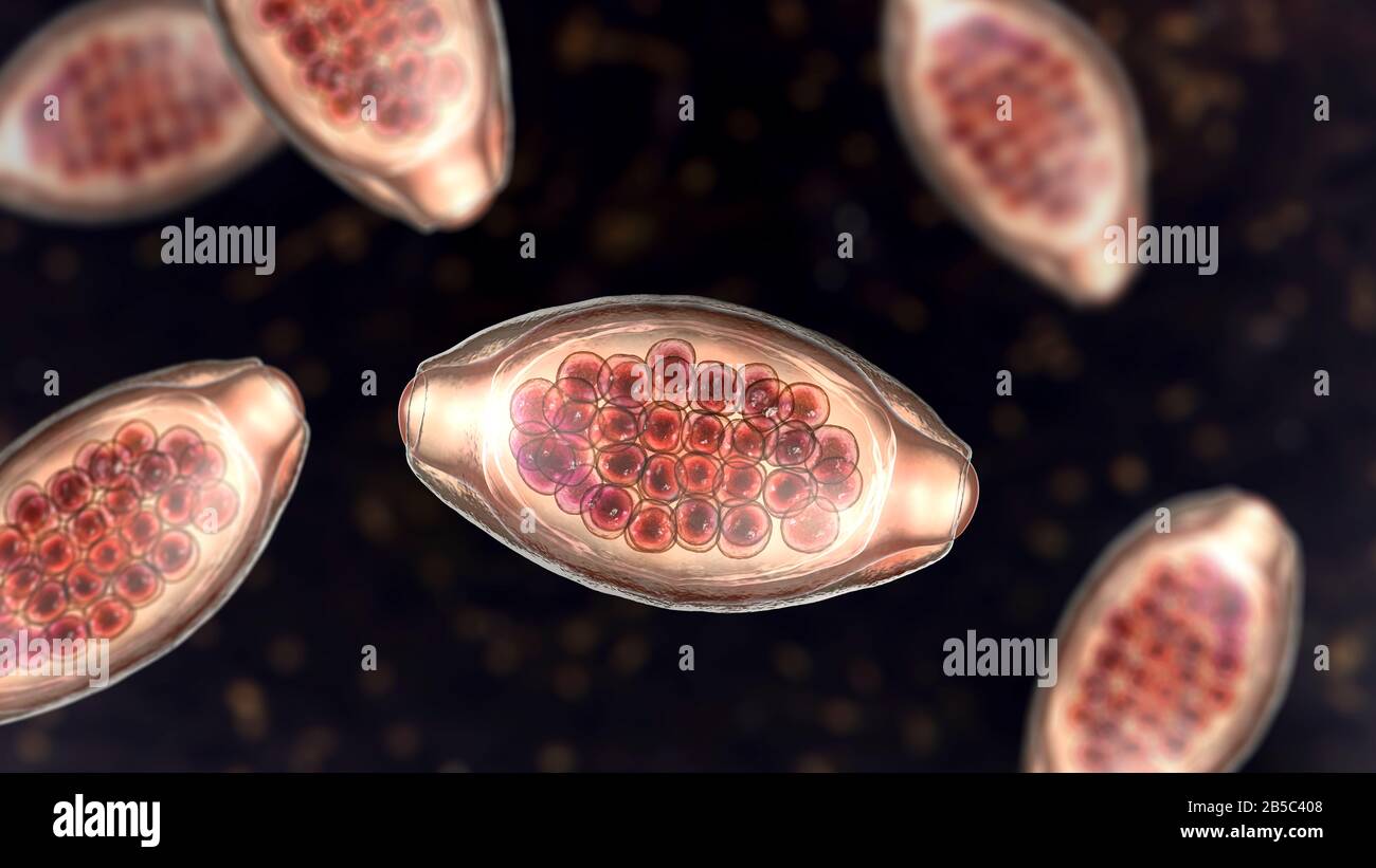 Whipworm In Humans