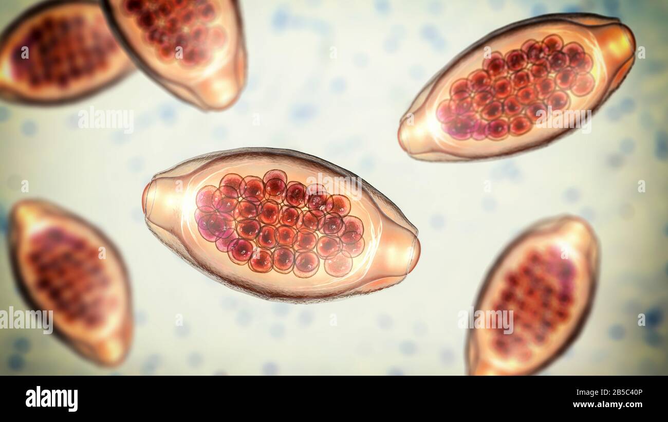 Whipworm Under Microscope