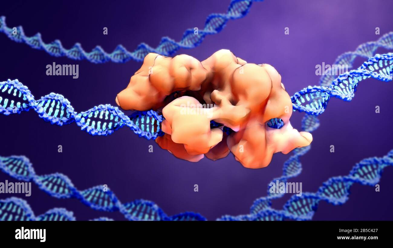 CRISPR-Cas9 gene editing complex, illustration Stock Photo - Alamy
