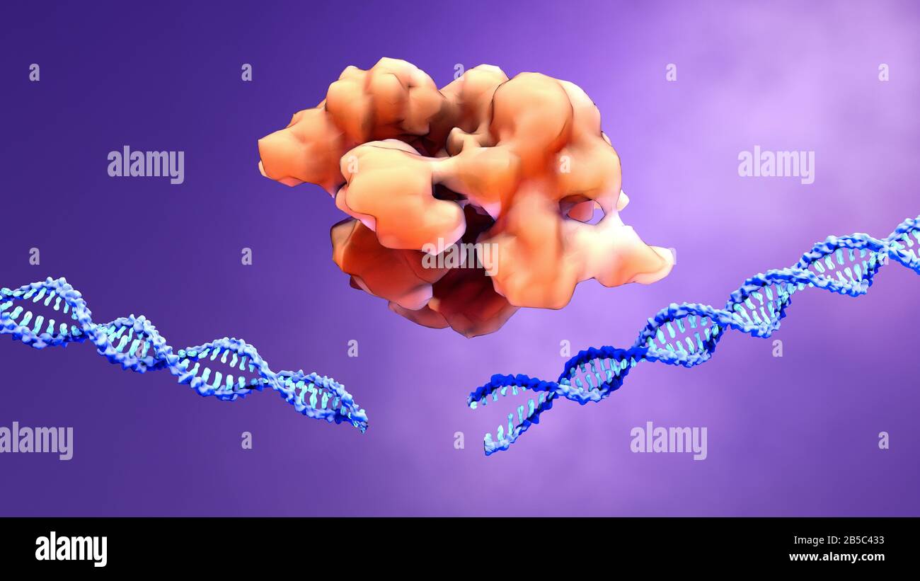 CRISPR-Cas9 gene editing complex, illustration Stock Photo - Alamy