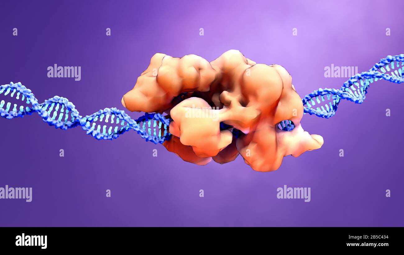 CRISPR-Cas9 gene editing complex, illustration Stock Photo - Alamy