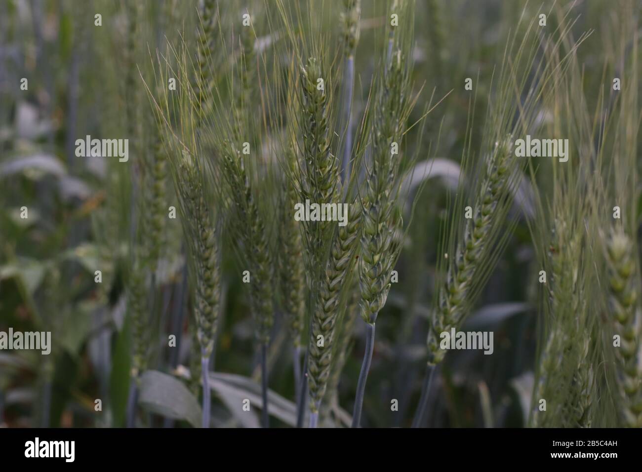 Close up of growing wheat hi-res stock photography and images - Alamy