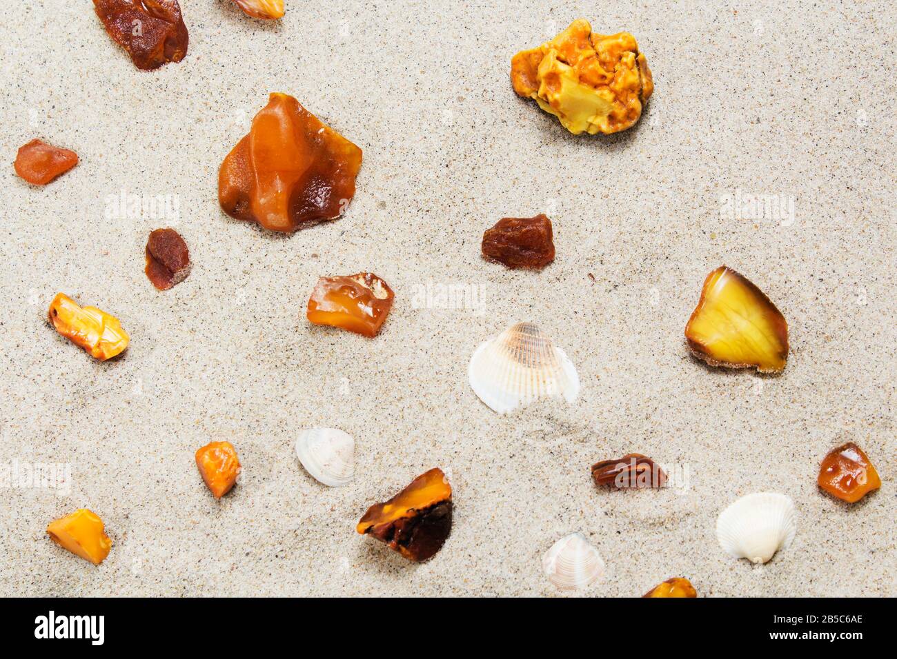 Amberonpalm hi-res stock photography and images - Alamy