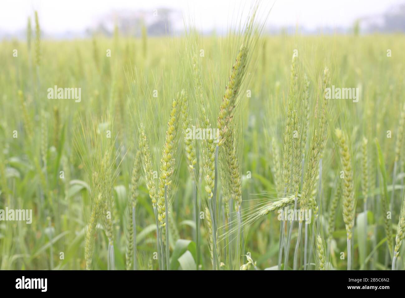 Growing wheat on farm hi-res stock photography and images - Alamy