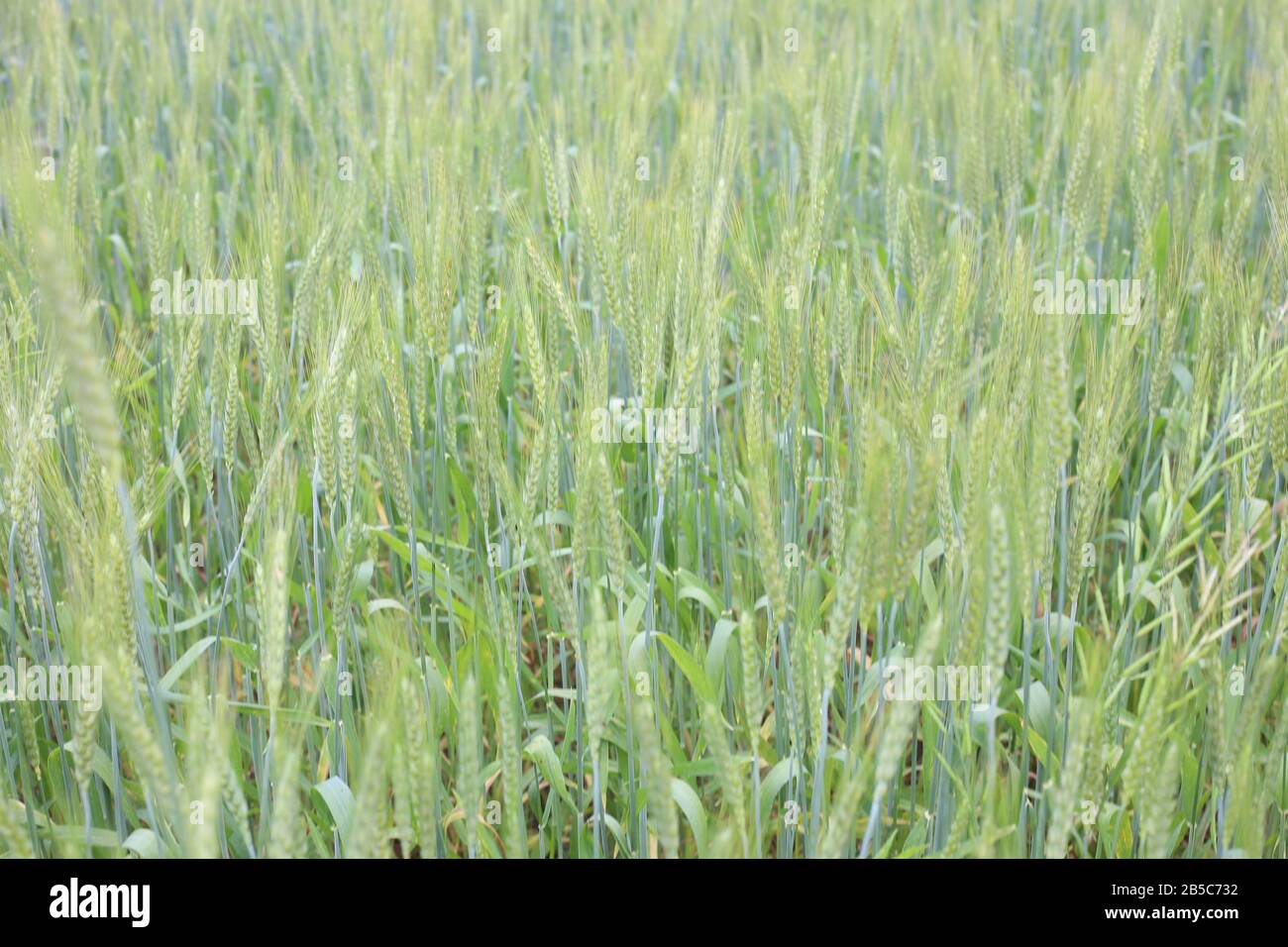 Field of young wheat seedlings Stock Photo - Alamy