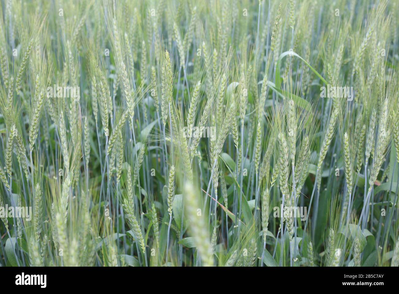 Young wheats fields hi-res stock photography and images - Alamy