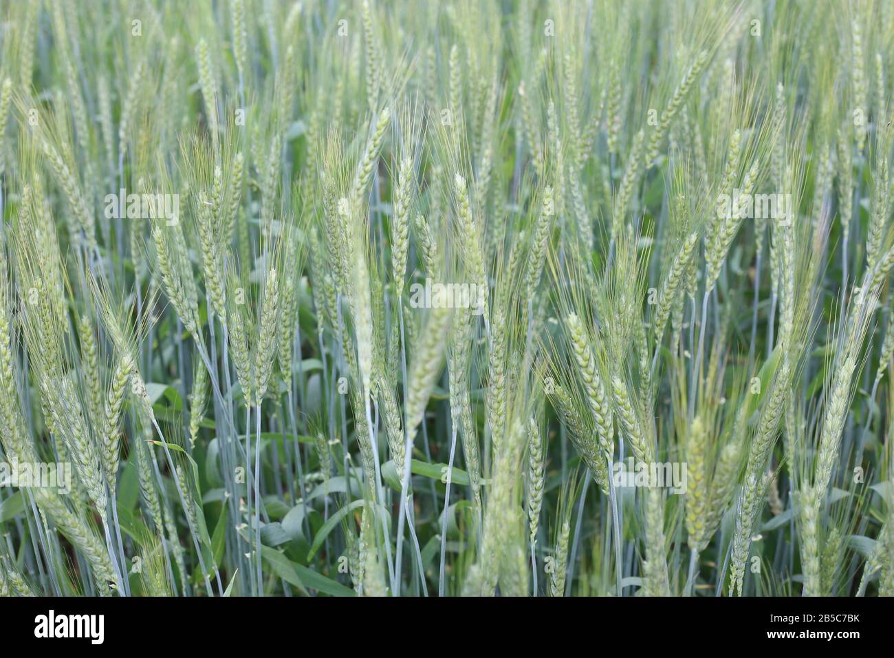 Growing wheats hi-res stock photography and images - Alamy