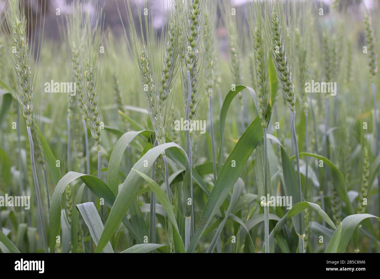 Manual feed hi-res stock photography and images - Alamy