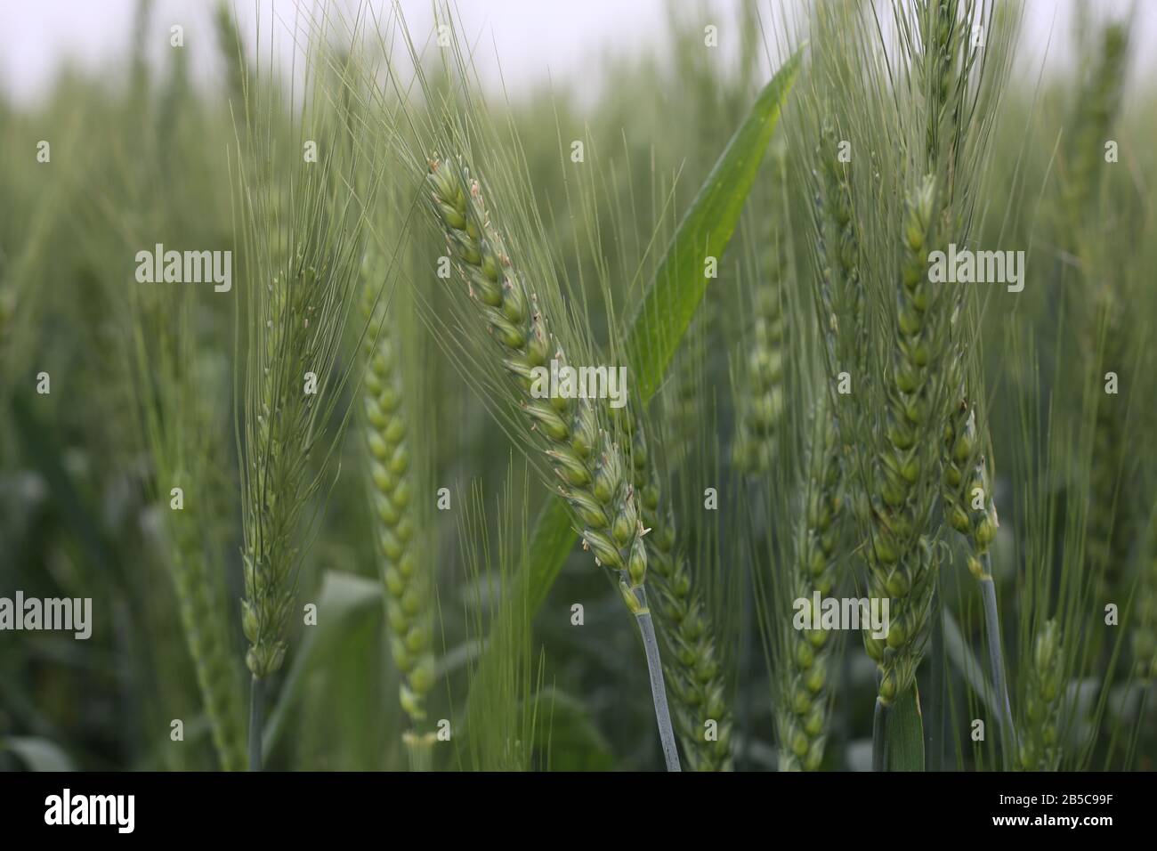 Growing Wheat Grains and other crops Stock Photo - Alamy