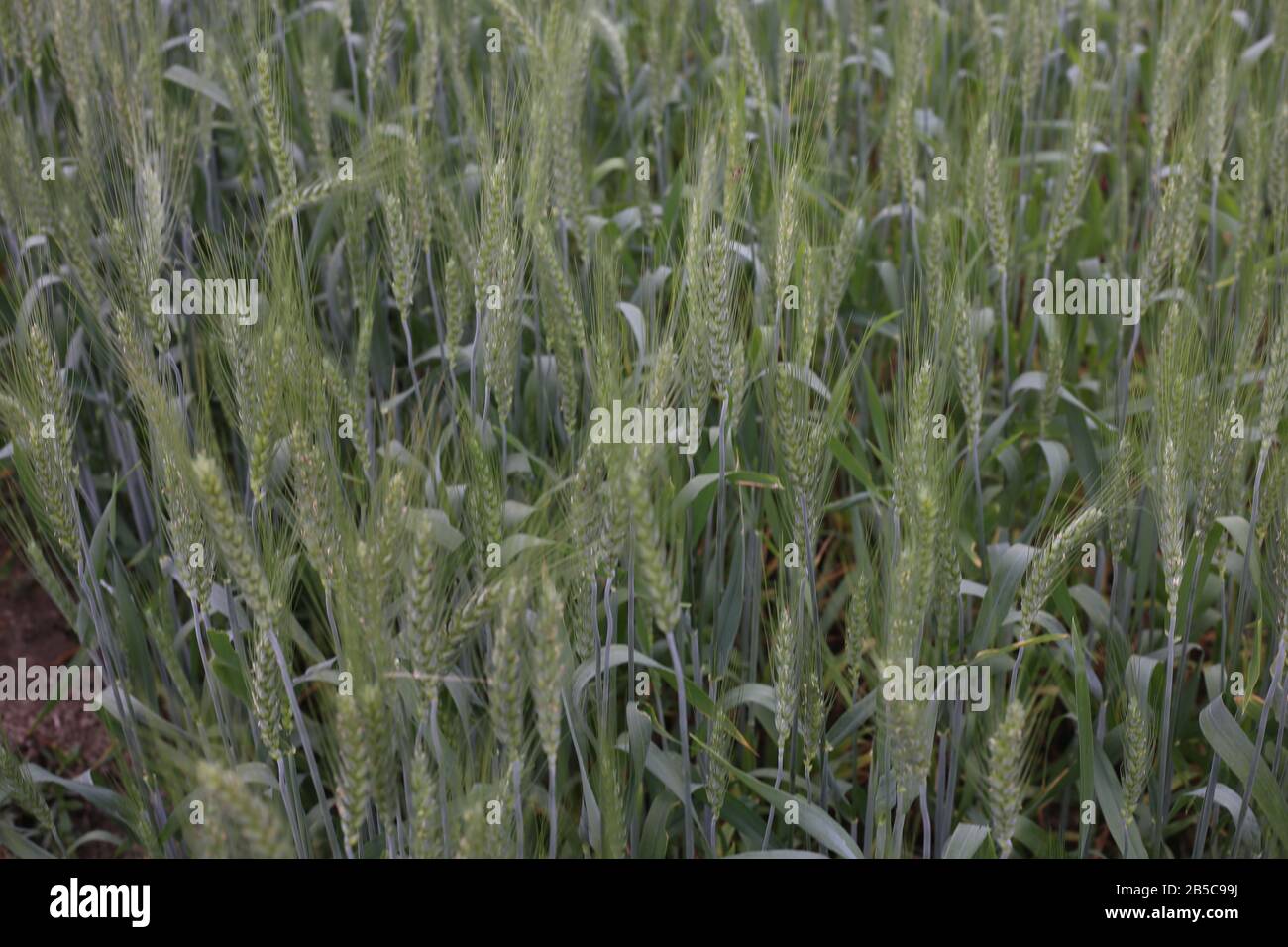 wheat cropping in the agriculture field Stock Photo - Alamy
