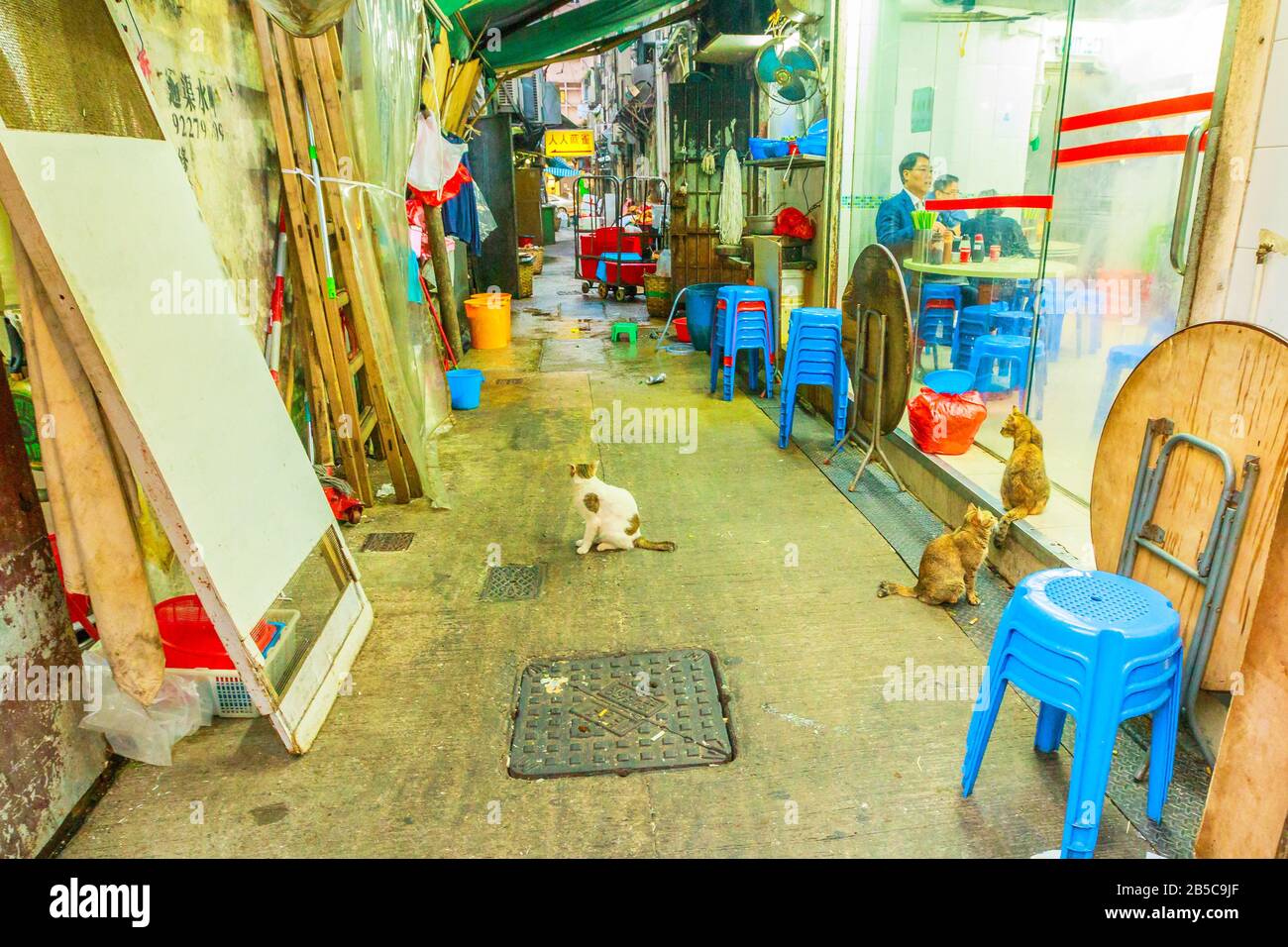 Hong Kong, China - December 5, 2016: stray cats looking at a Chinese ...