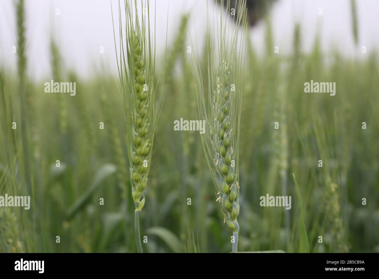 Growing best green wheat hi-res stock photography and images - Alamy