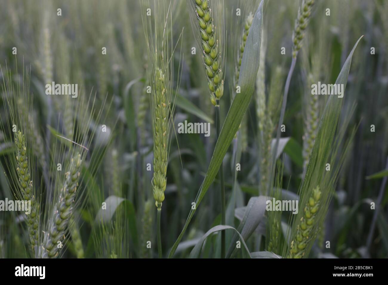Young wheat seedlings growing on a field Stock Photo - Alamy