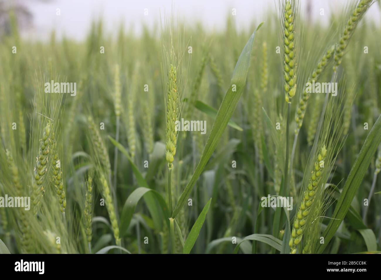 Young wheat growing next to wheat field Stock Photo - Alamy