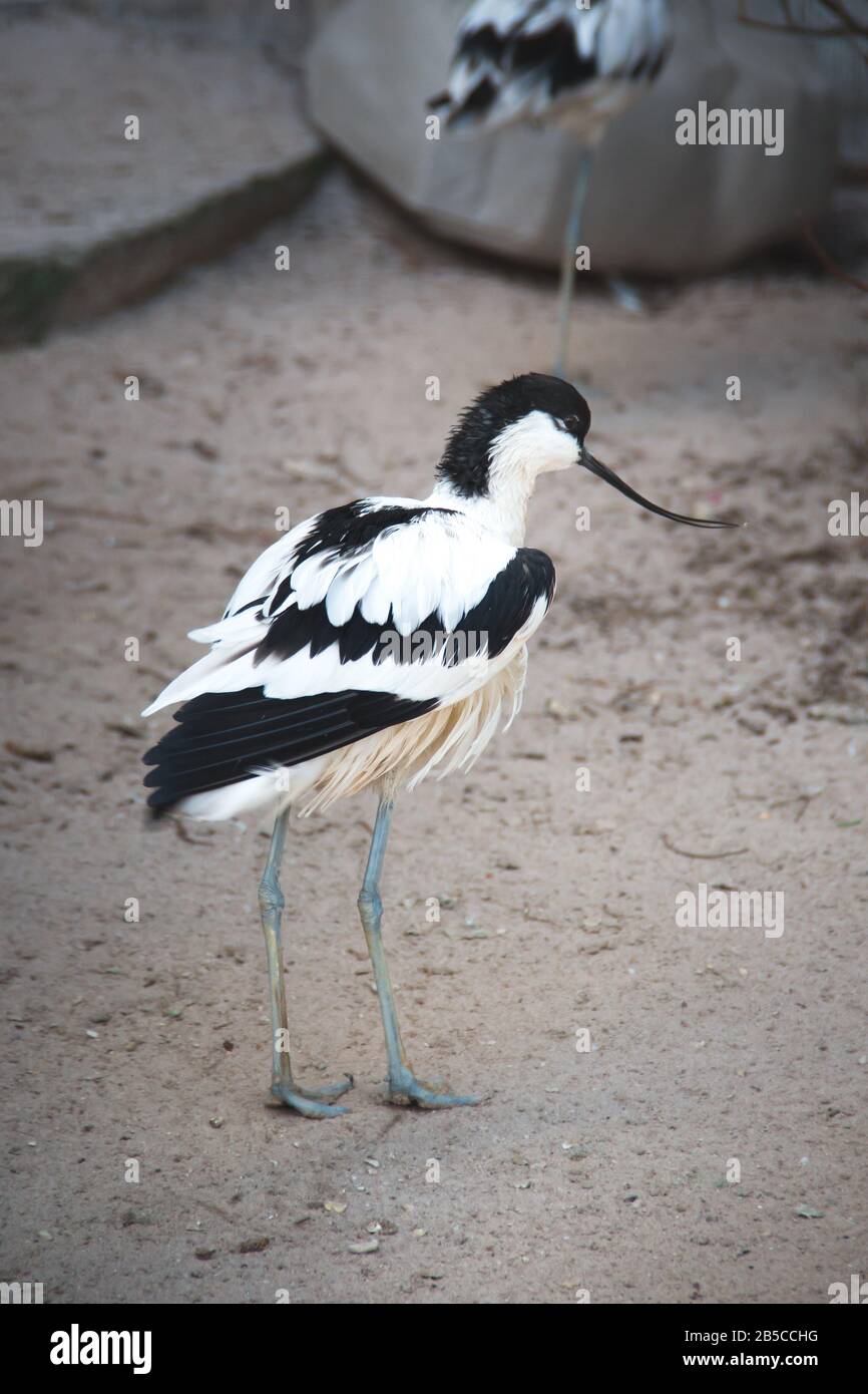 A young Pied Avocet, a black and white bird with upturned bill and long ...