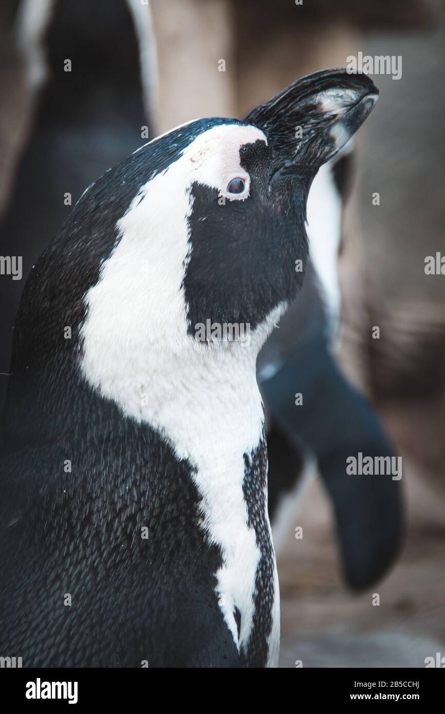 Types of Penguins: Head Profile of African Penguins or Cape Penguins ...