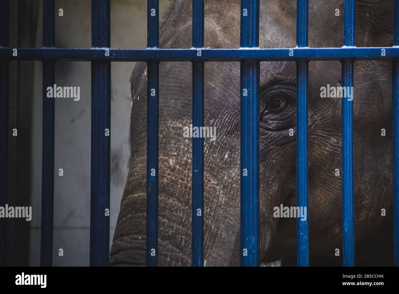 Sad elephant zoo animal cage hi-res stock photography and images - Alamy