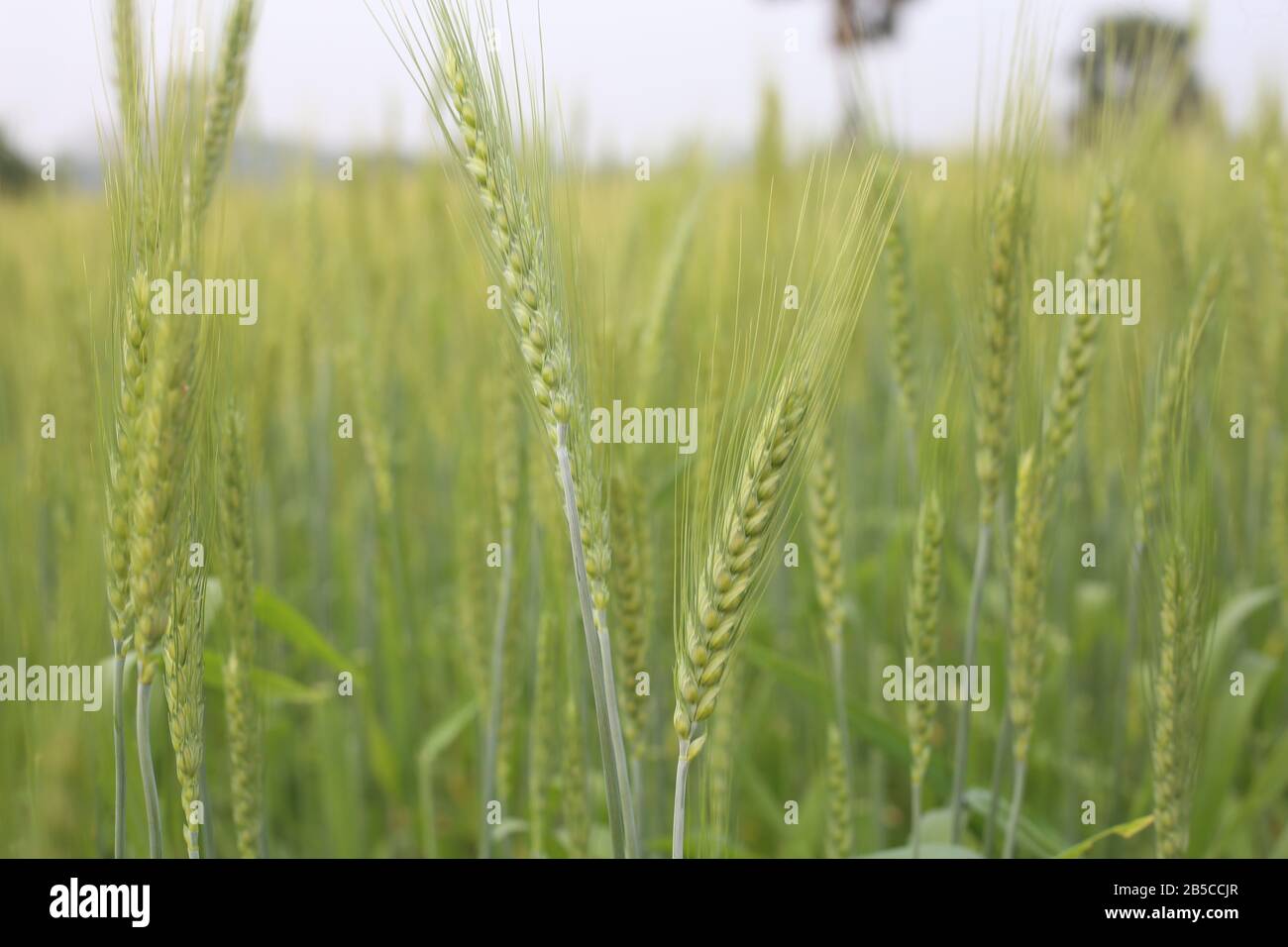 Peterson farm brothers hi-res stock photography and images - Alamy