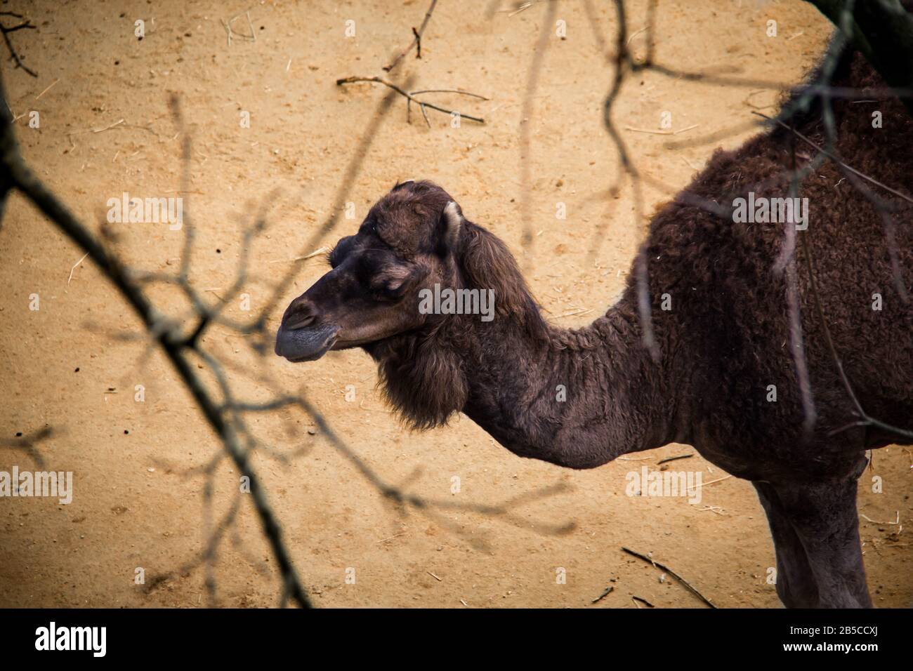 Portrait of a dark brown camel with sandy background Stock Photo - Alamy