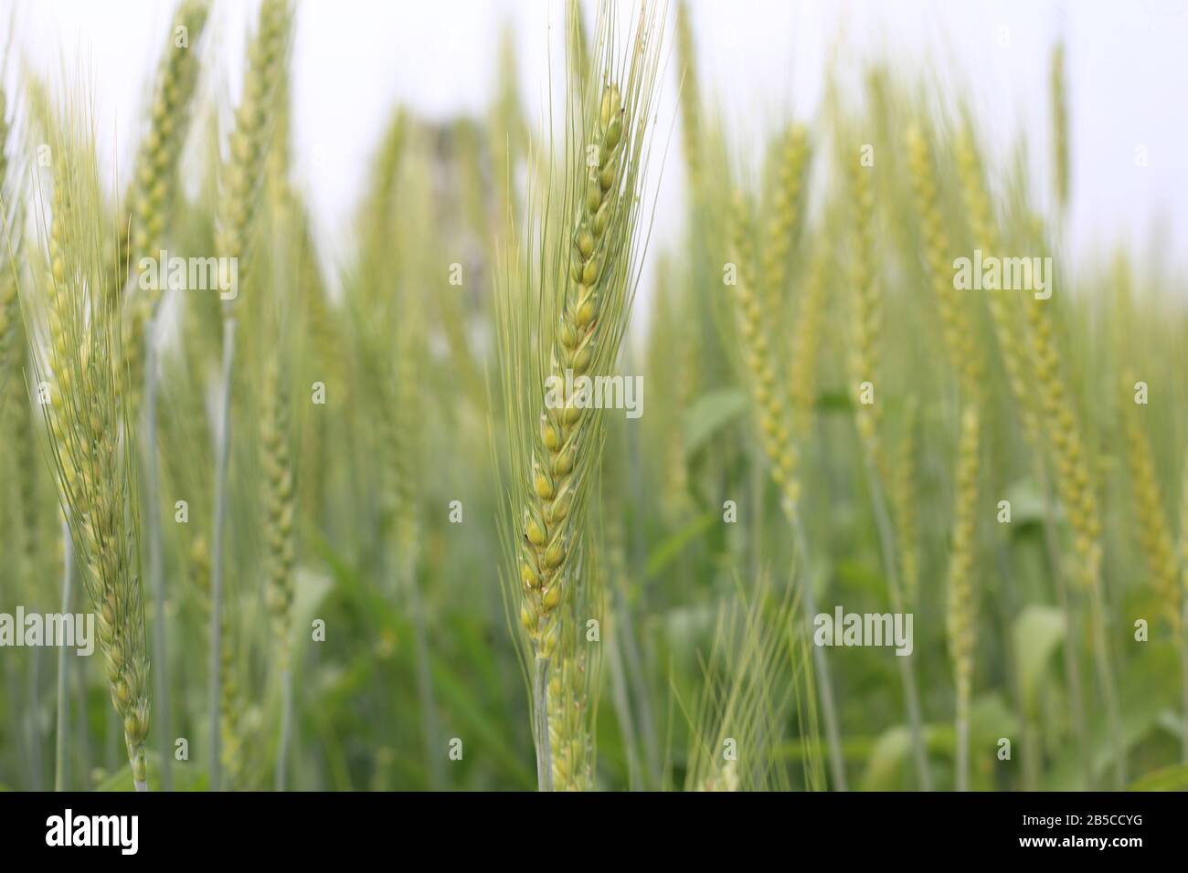 Types of wheat hi-res stock photography and images - Alamy