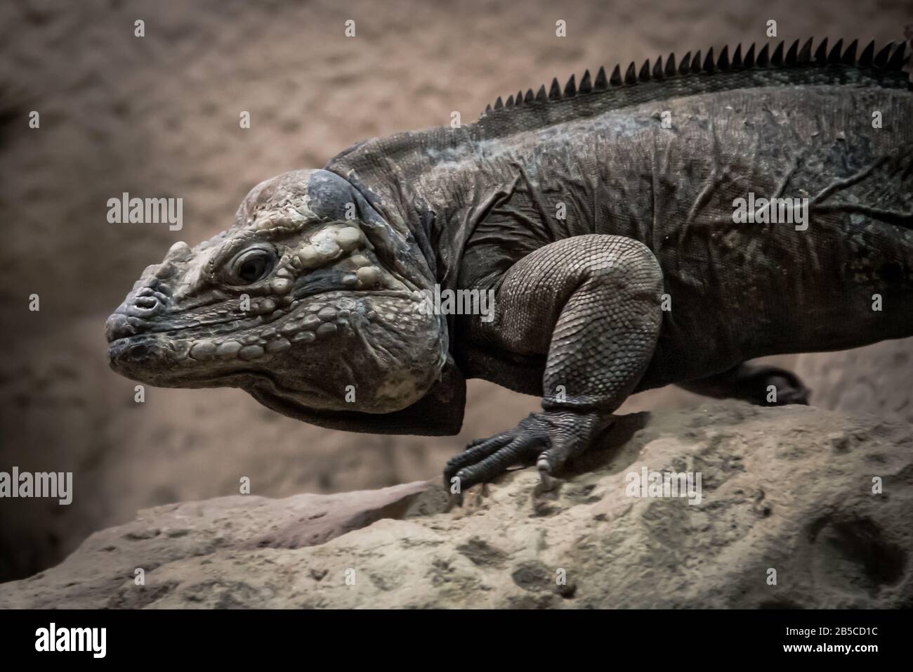 Cuban Iguana Cyclura Nubila High Resolution Stock Photography and ...