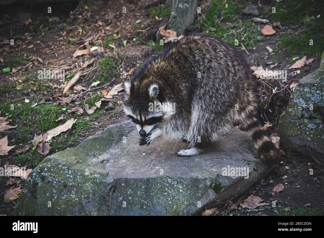 Raccoon Coat High Resolution Stock Photography and Images - Alamy