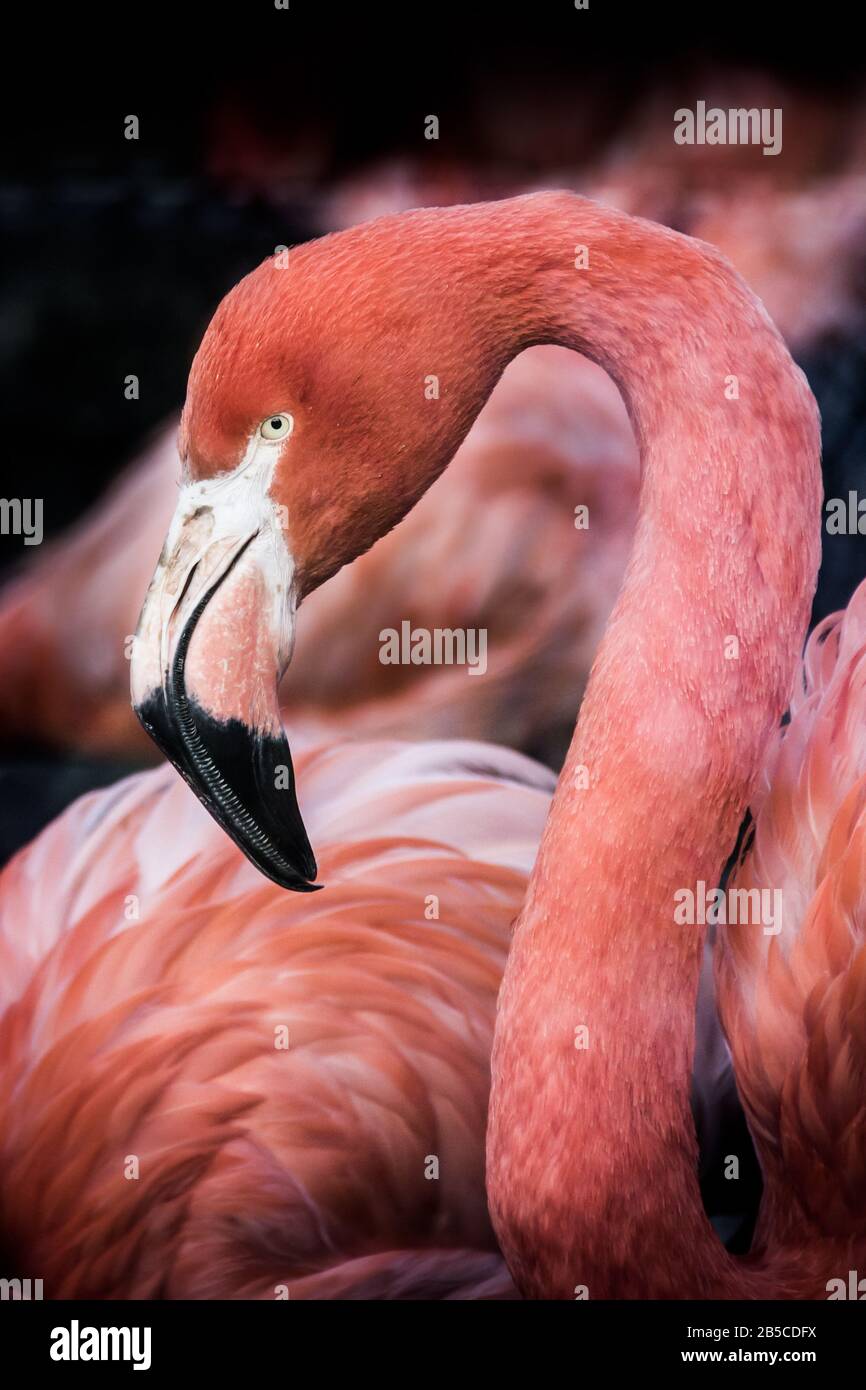 Portrait of a Pink African Flamingo with dark background Stock Photo ...