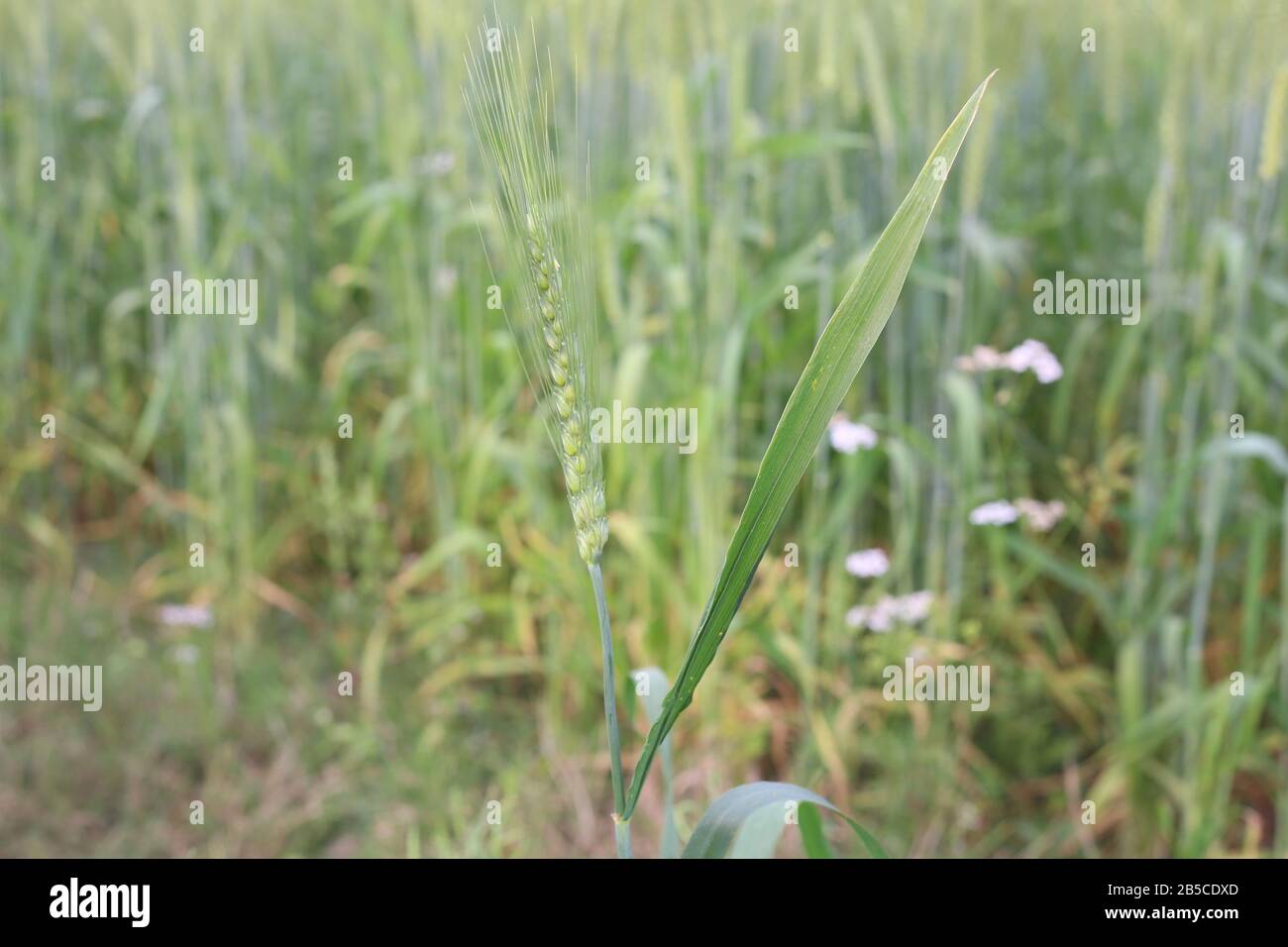 Stems of wheat hi-res stock photography and images - Alamy