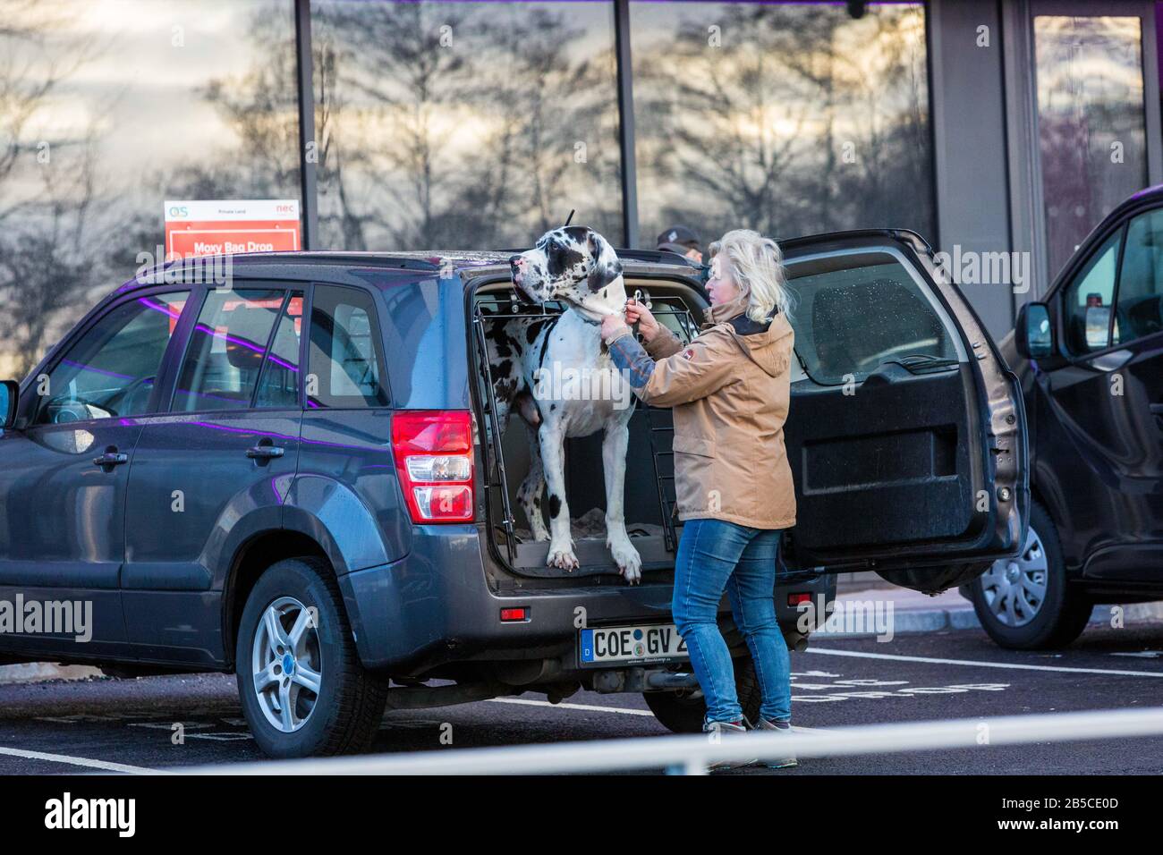 Birmingham, UK. 8th Mar, 2020. A Great Dane catches a lift to the final ...
