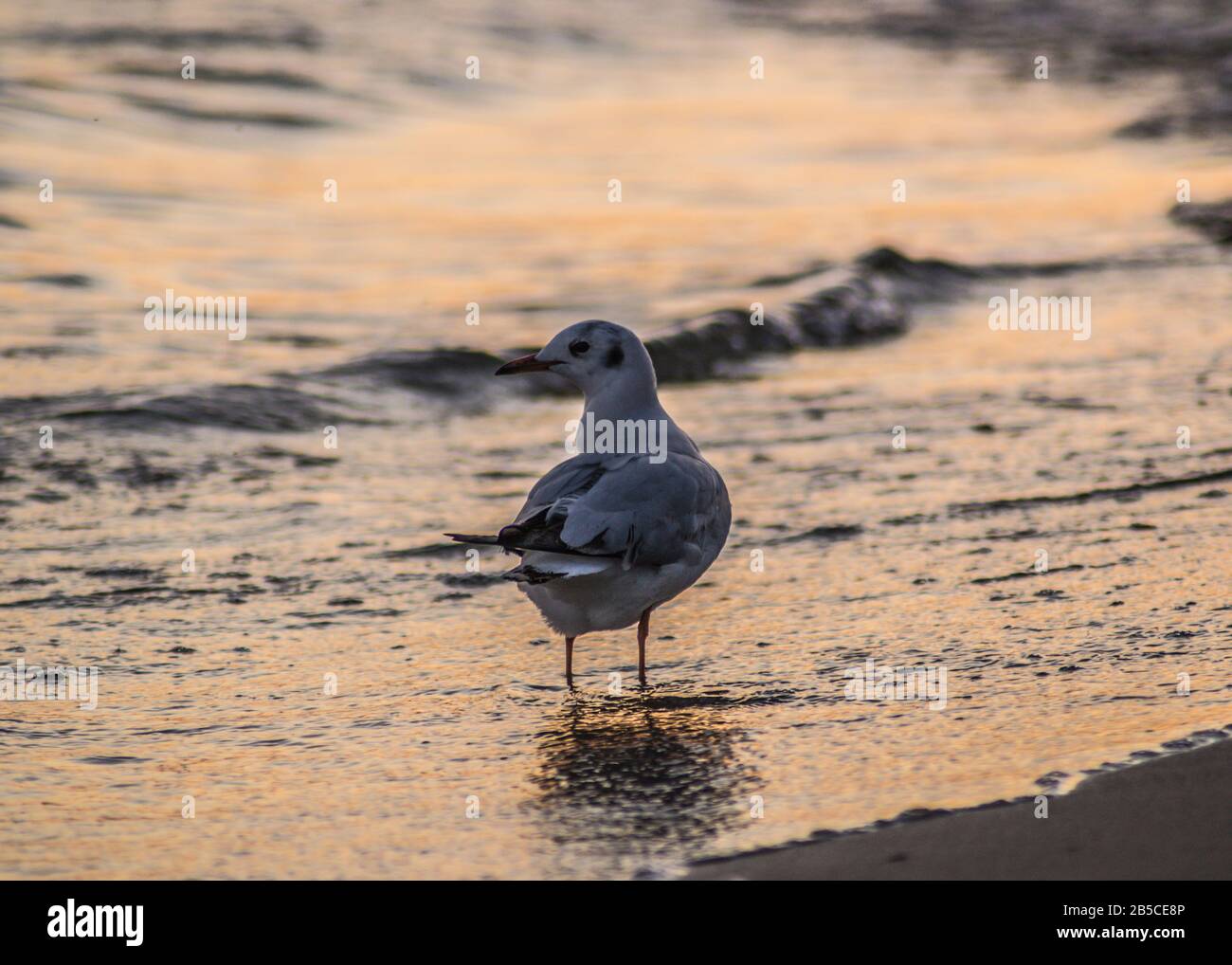 Beautiful young seagull on the beach, sunset and colorful waters, bird ...