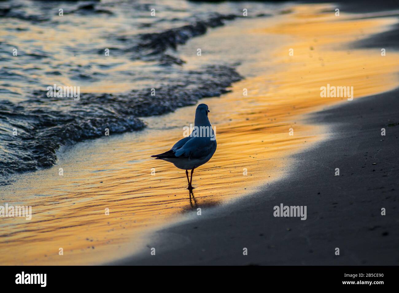 Beautiful young seagull on the beach, sunset and colorful waters, bird ...