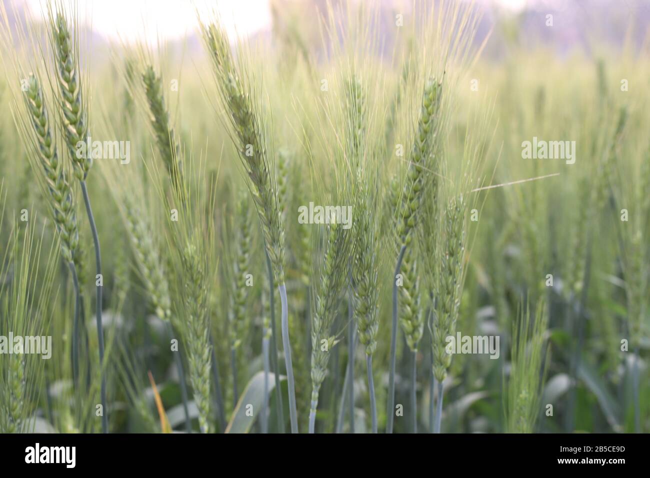 Wheat field blowing in wind hi-res stock photography and images - Alamy